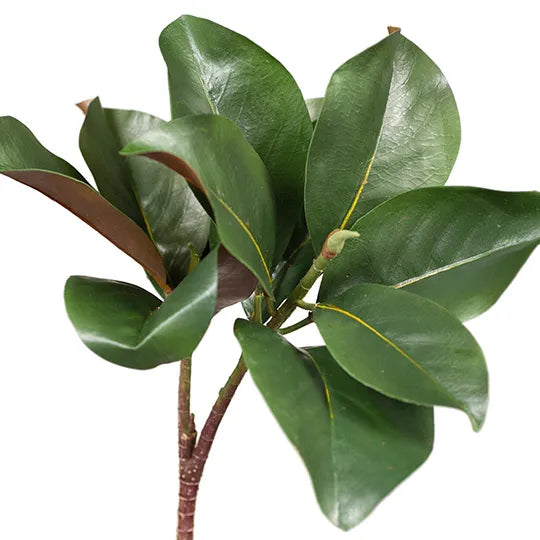 Magnolia Leaf Spray – Floral Harvest